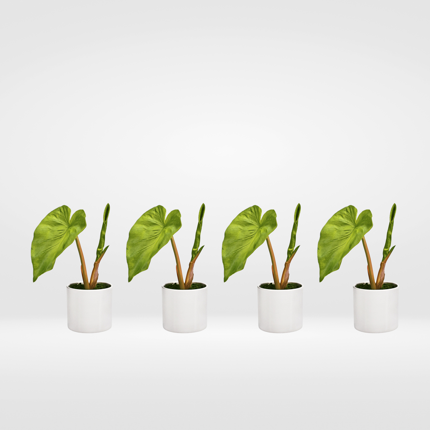 Artificial Zebrina Alocasia Mini– 7″H (4-Pack) | Shop Vert Nook
