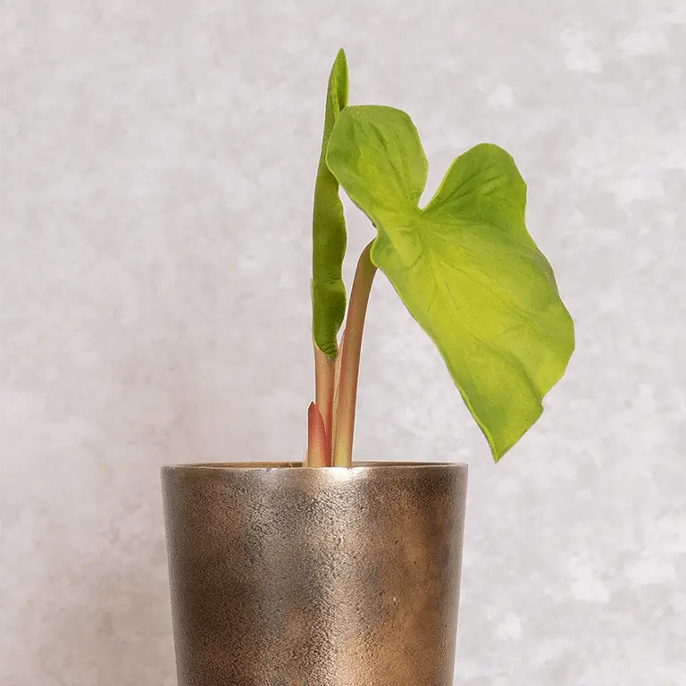 Artificial Zebrina Alocasia Mini– 7″H (4-Pack) | Shop Vert Nook